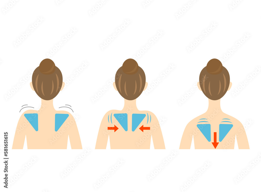 Women's back scapular and shoulder blades square shoulder and sloped ...