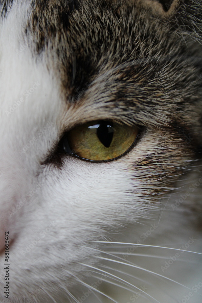 Detail of common tabby cat - macro photography Stock Photo | Adobe Stock