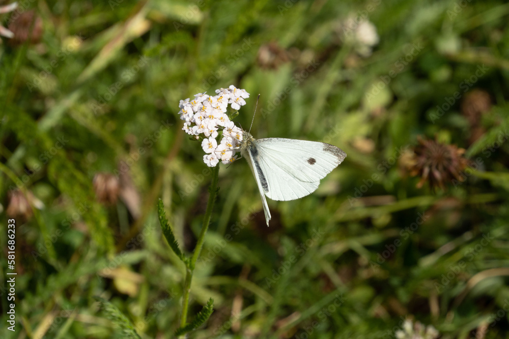 Small white butterfly on yarrow flower. It is generally considered a ...