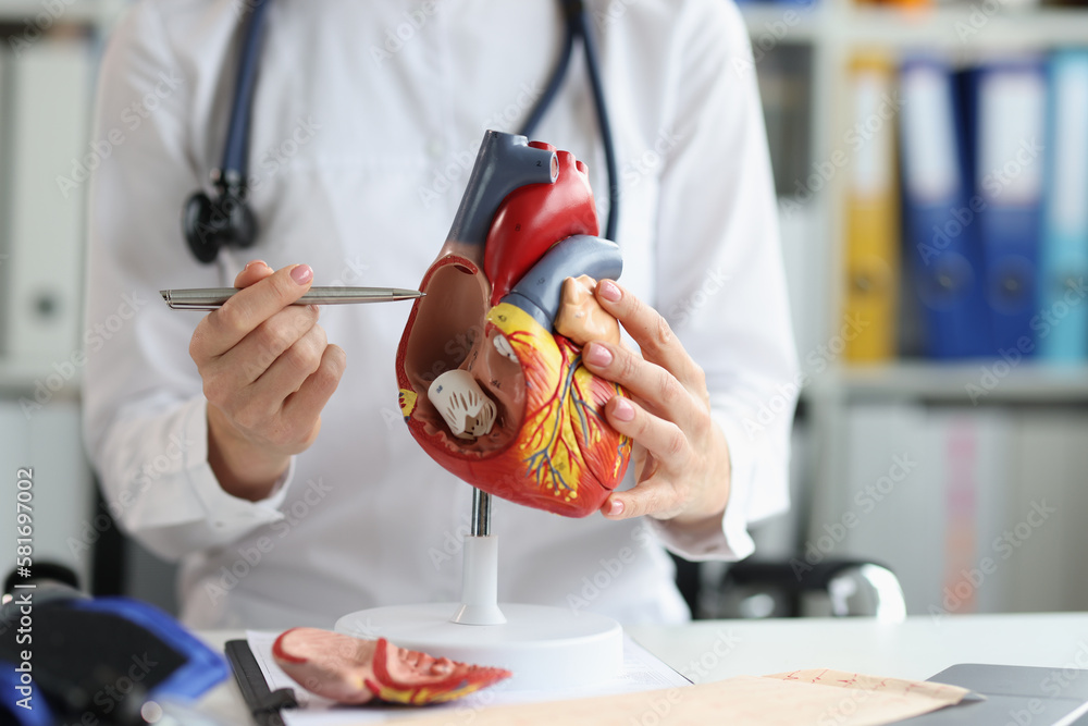 Cardiologist shows the structure and anatomy of human heart Stock Photo ...