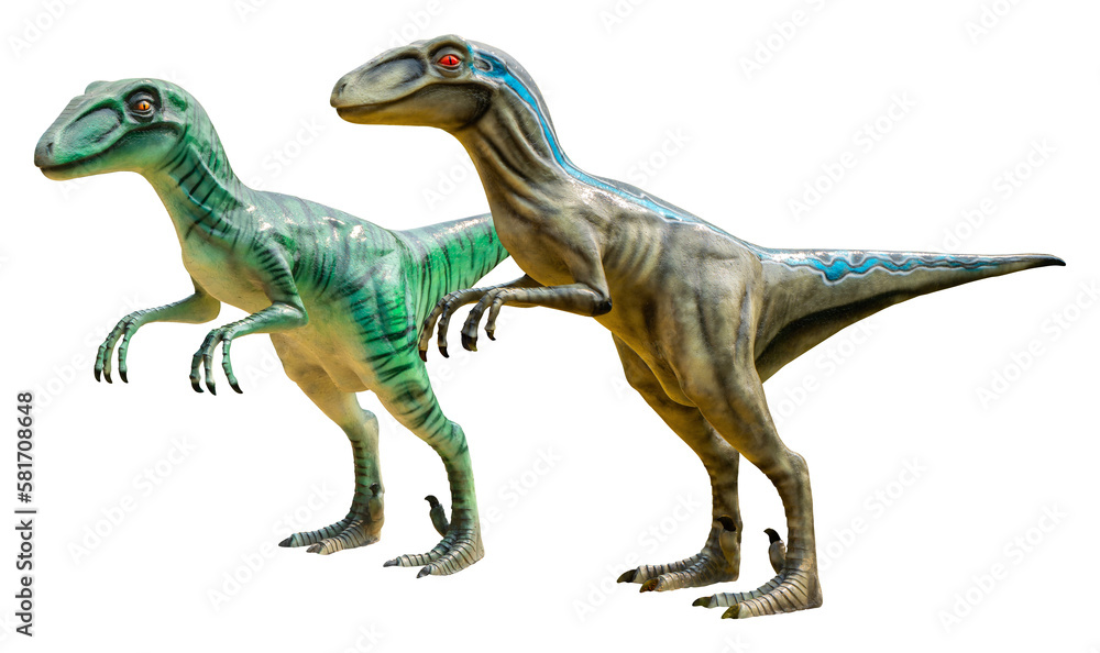 Velociraptor (Raptor) is a carnivore genus of small dromaeosaurid ...