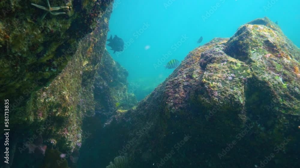 Underwater Scene of Coral Reef and Fishes in Coastal Region of Baja ...