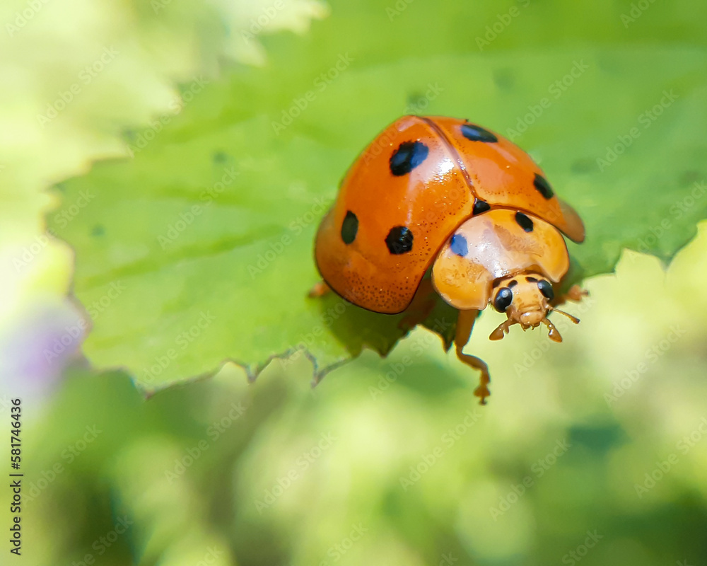 Macro photography of a large lady beetle sitting on the green leaf ...