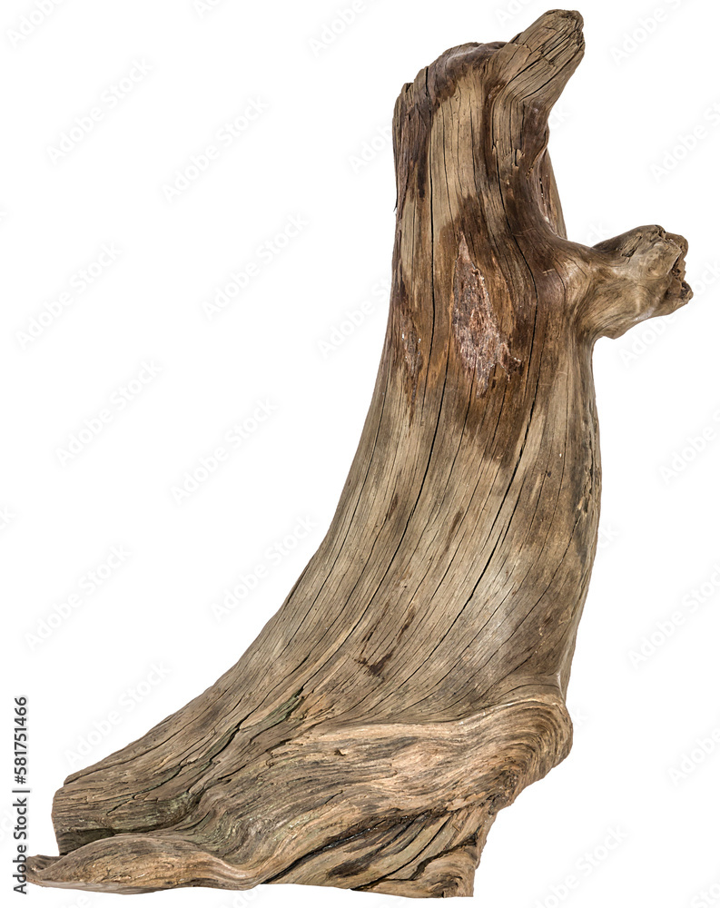 Piece of a root / trunk river wood, driftwood, natural wood, plant root ...