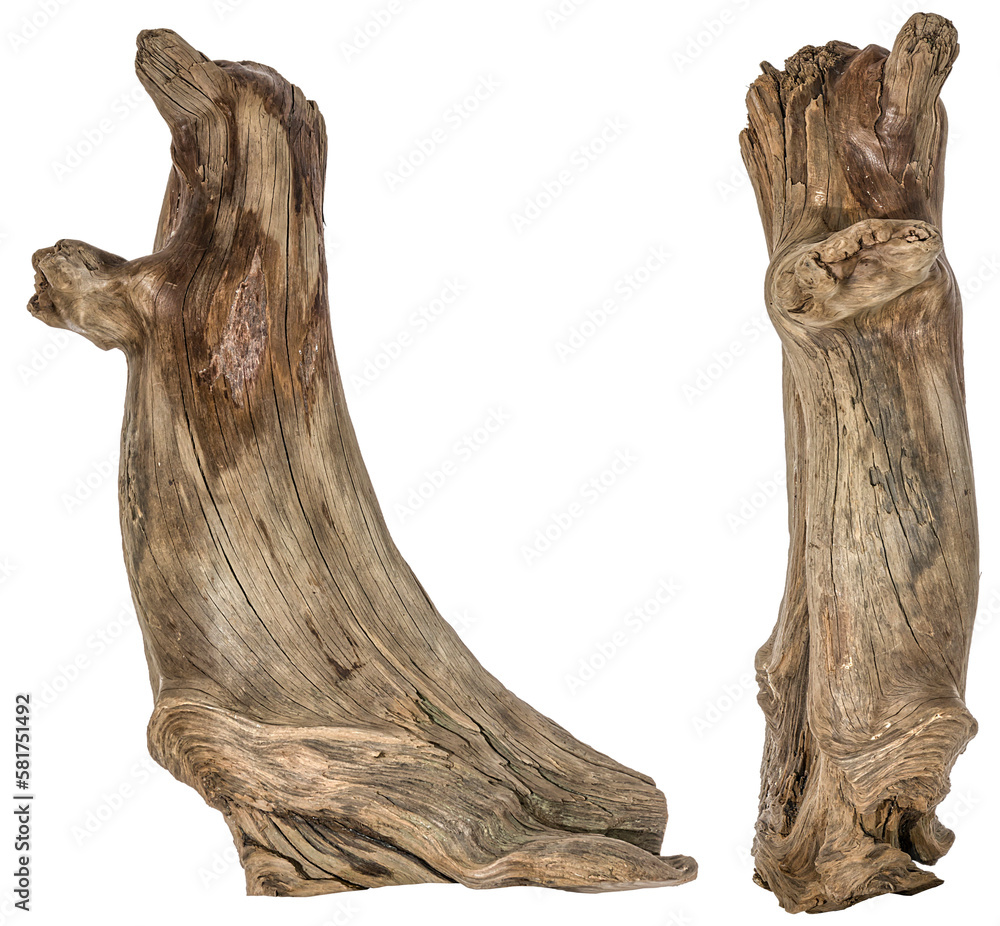 collection of a piece of a root / trunk river wood, driftwood, natural ...