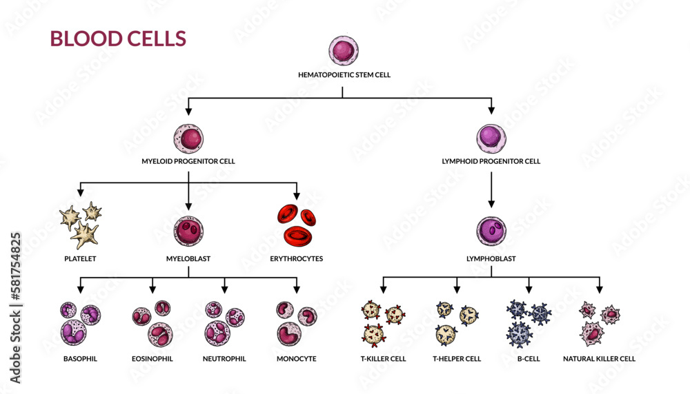 Hematopoiesis diagram. Human blood cells types with names. Scientific ... Hematopoiesis diagram. Human blood cells types with names. Scientific ...