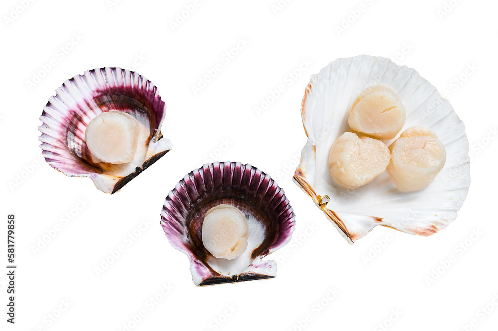 Raw seafood scallops meat on a shells. Isolated, transparent background ...