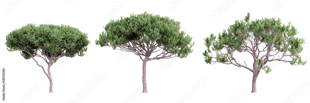 Tree pinus pinaster on transparent background.3d rendering PNG Set ...