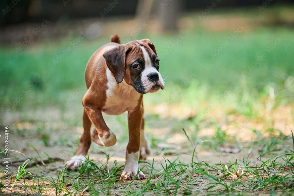 Boxer dog puppy full height portrait at outdoor park walking, green ...