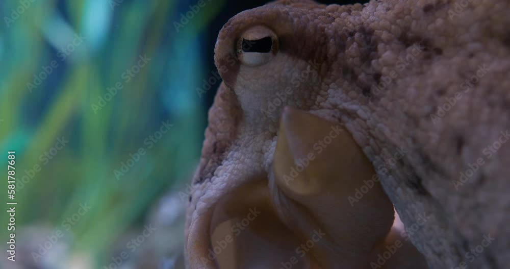 Close-up view of an octopus as it utilizes its water siphon, a tube ...