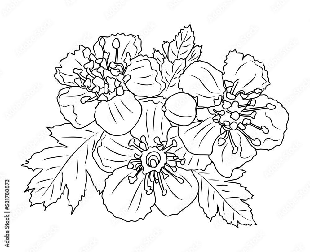 Hawthorn May birth month flower line art vector illustration. Modern ...