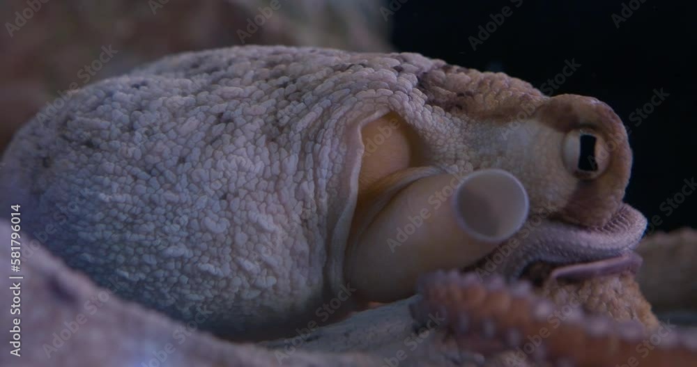 Respiratory system of the Octopus vulgaris, showcasing the intricate ...