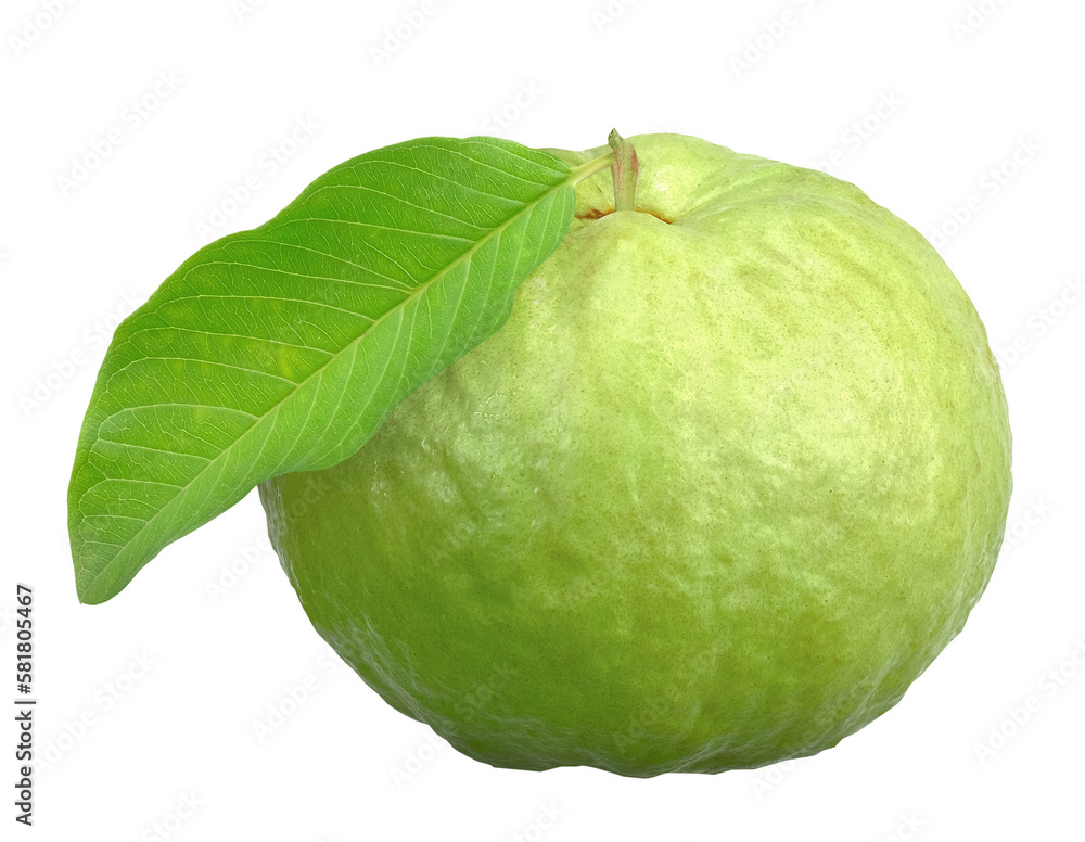 Green guava fruit and leaf isolated on transparent background, PNG ...