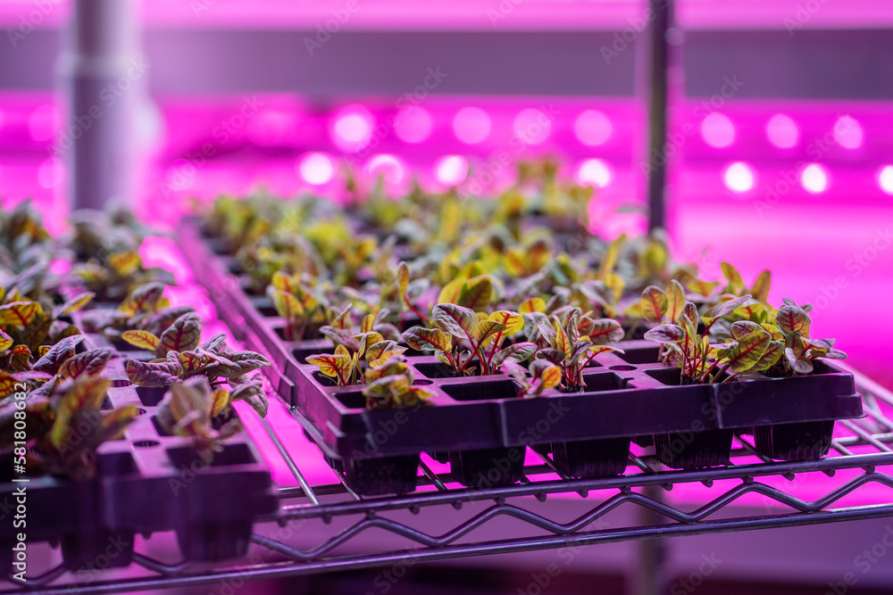 Future of Hydroponics. Beet microgreens growing hydroponically inside ...