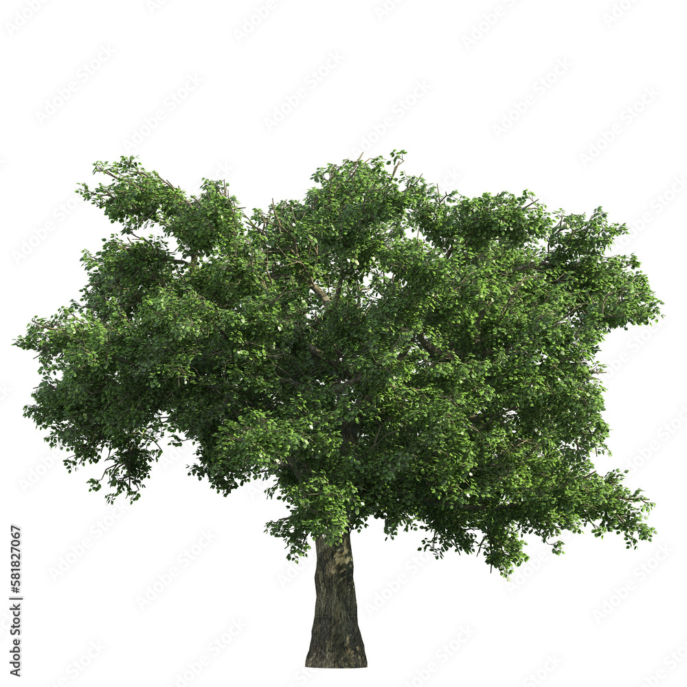 Stockillustratie Real Tree Cliparts, tree overlays png, Realistic Look ...
