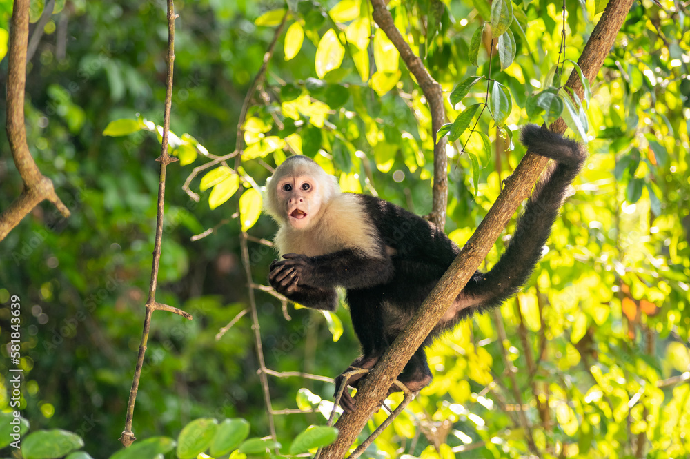 Funny photo of capuchin monkey hanging from a branch in a tree held ...