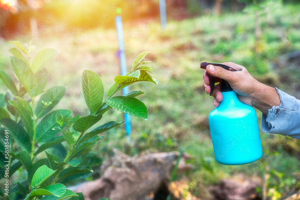 Foto de Hands are using a proxy to spray a mixture of insecticide and ...