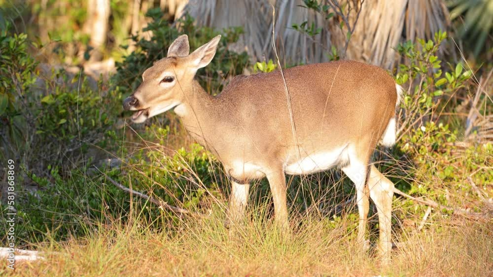 Key Deer are an endangered species that lives in the Florida Keys. In ...