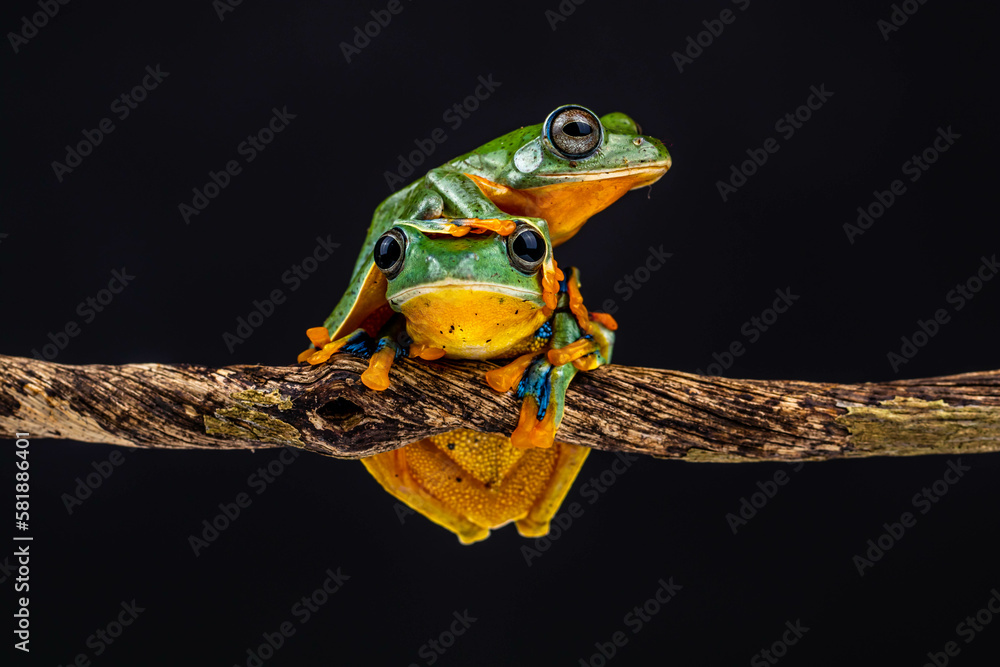 Wallace's flying frog (Rhacophorus nigropalmatus), also known as the ...