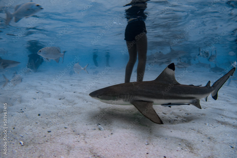 Blacktip reef shark cruising in shallow waters, Misool, Raja Ampat ...