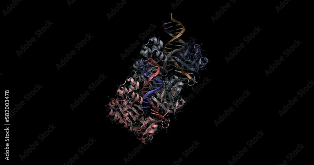 DNA ultraviolet light damage repair protein, Y-family DNA polymerase 3D ...