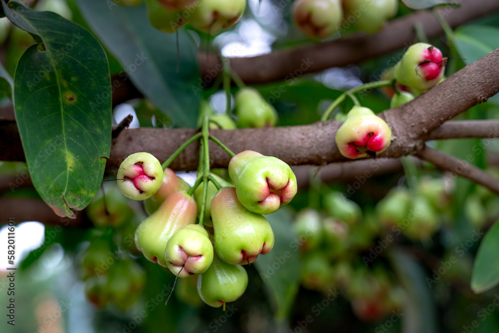 Syzygium aqueum (watery rose apple, water apple, bell fruit, jambu air ...