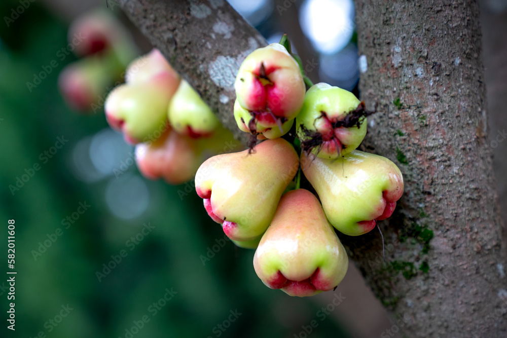 Syzygium aqueum (watery rose apple, water apple, bell fruit, jambu air ...