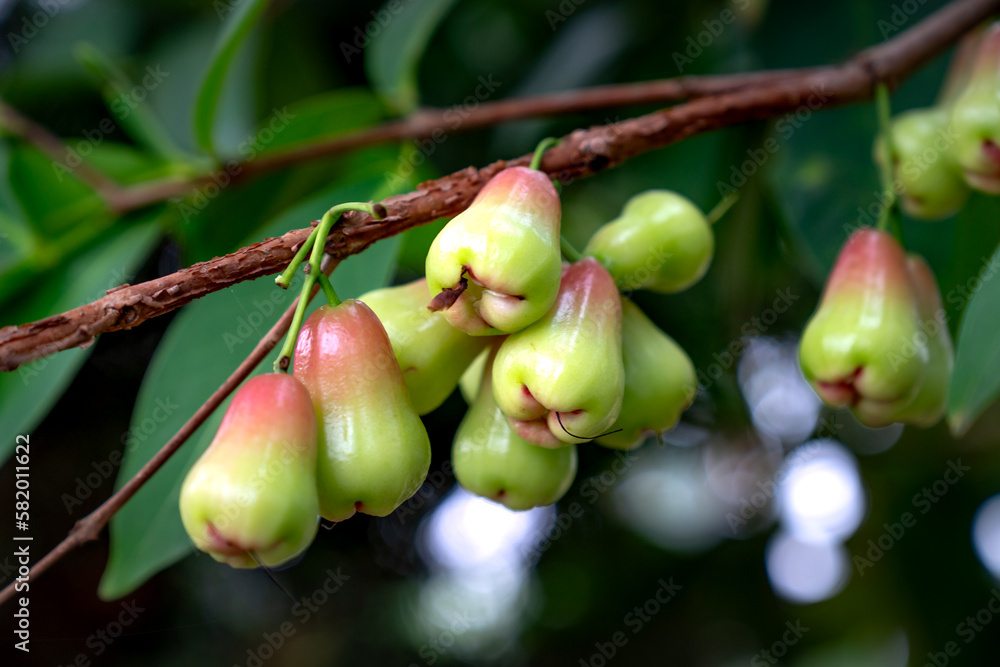 Syzygium aqueum (watery rose apple, water apple, bell fruit, jambu air ...