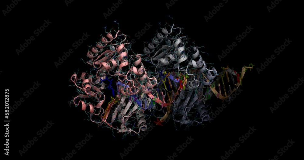 Video „DNA ultraviolet light damage repair protein, Y-family DNA ...