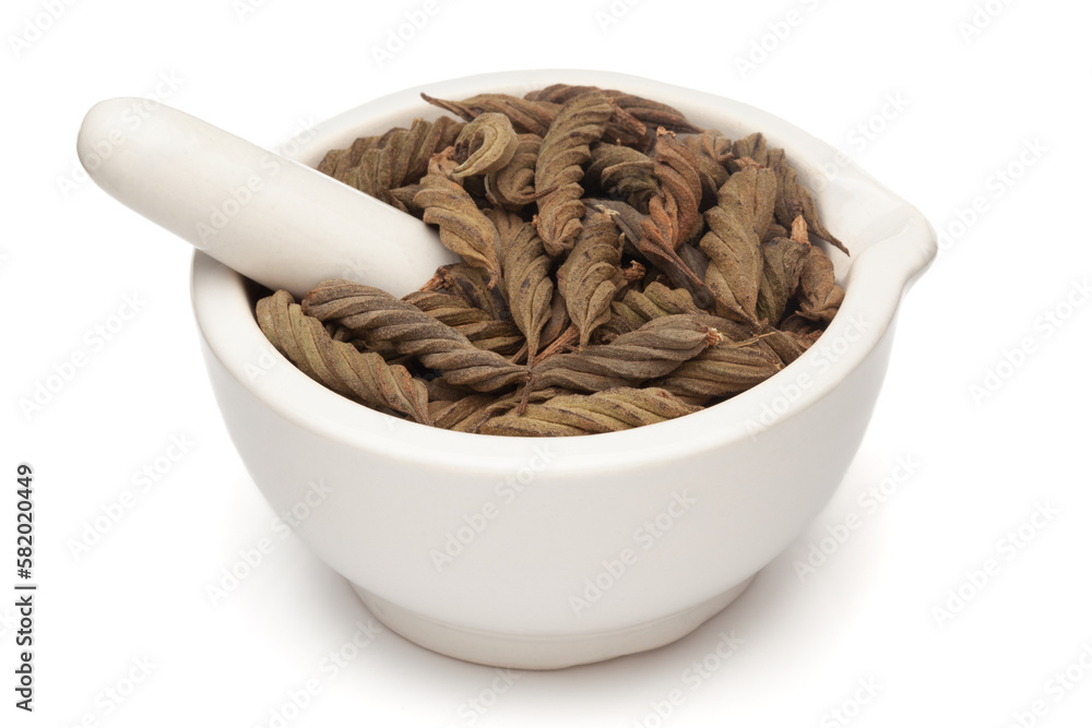 Closeup of Dry Marod Phali (Helicteres Isora) fruits, in white ceramic ...