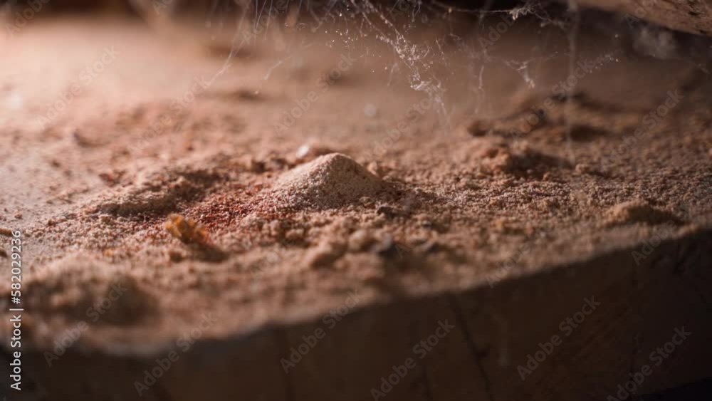 Cobwebs and sawdust after wood-eating beetles, close-up Stock Video ...