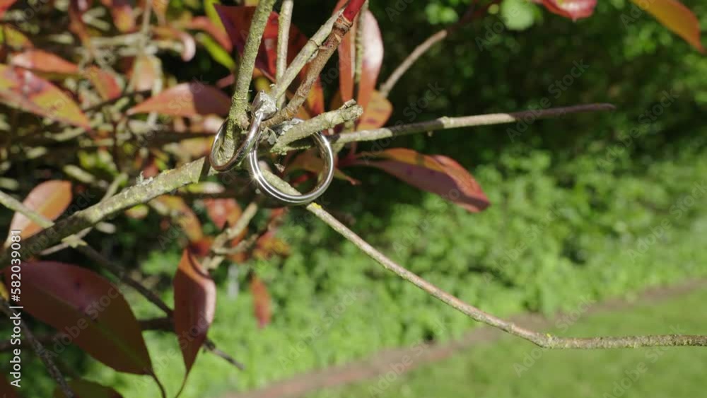 Silver or white gold wedding rings hang on a tree branch. Groom and ...