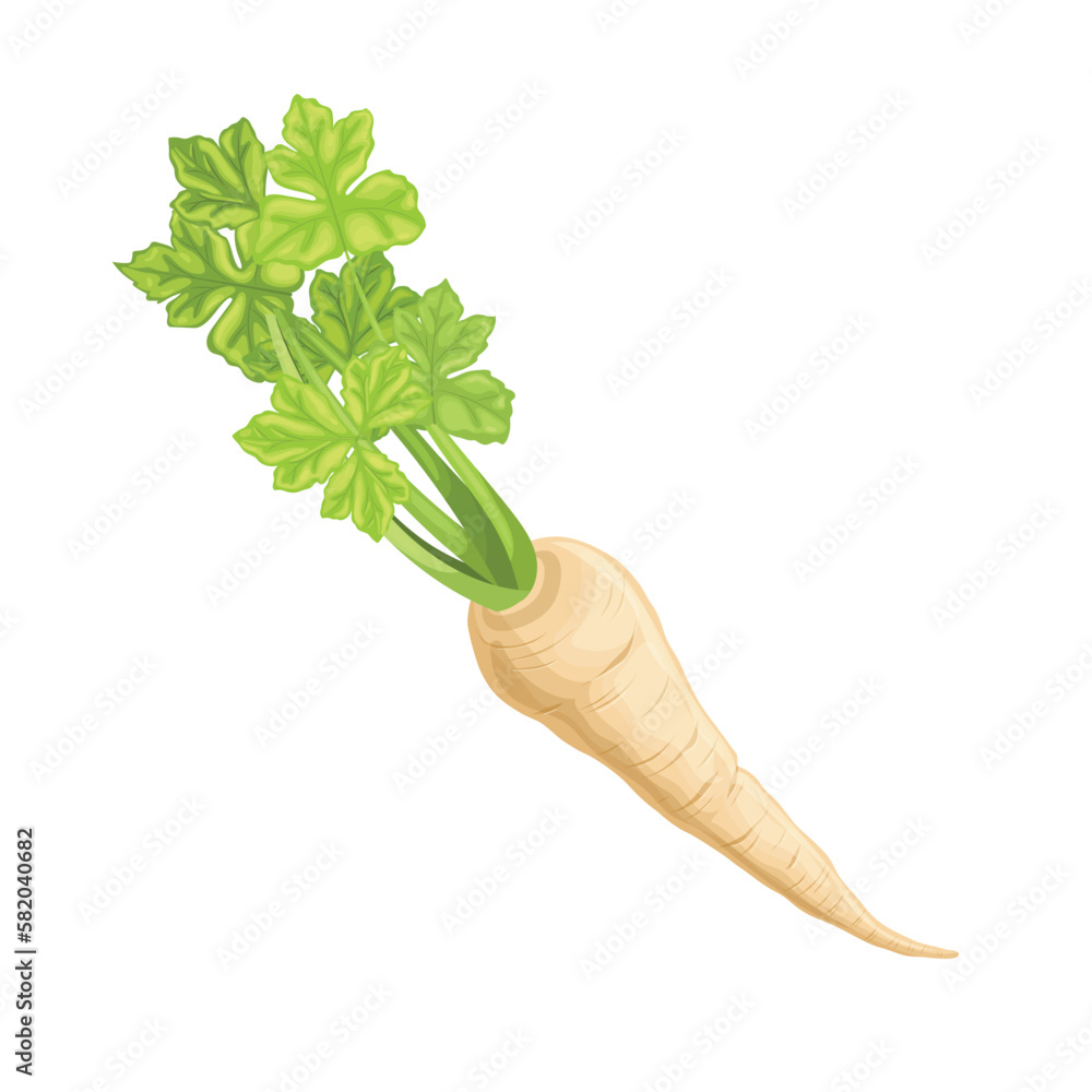 parsnip root food cartoon vector illustration Stock Vector | Adobe Stock