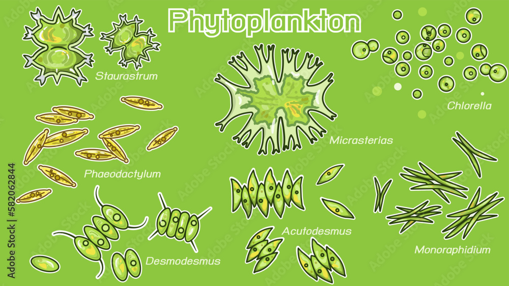 Phytoplankton are photosynthesizing microscopic protists and bacteria ...