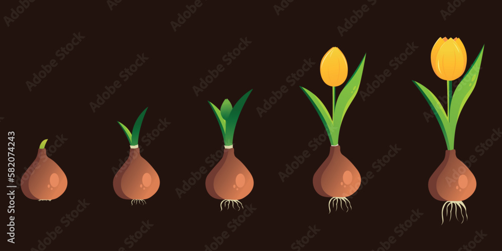 Life cycle of a tulip plant. Growth stages from bulb to adult flowering ...