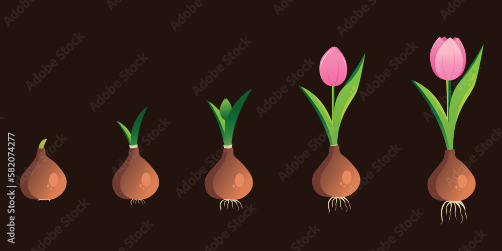 Life cycle of a tulip plant. Growth stages from bulb to adult flowering ...