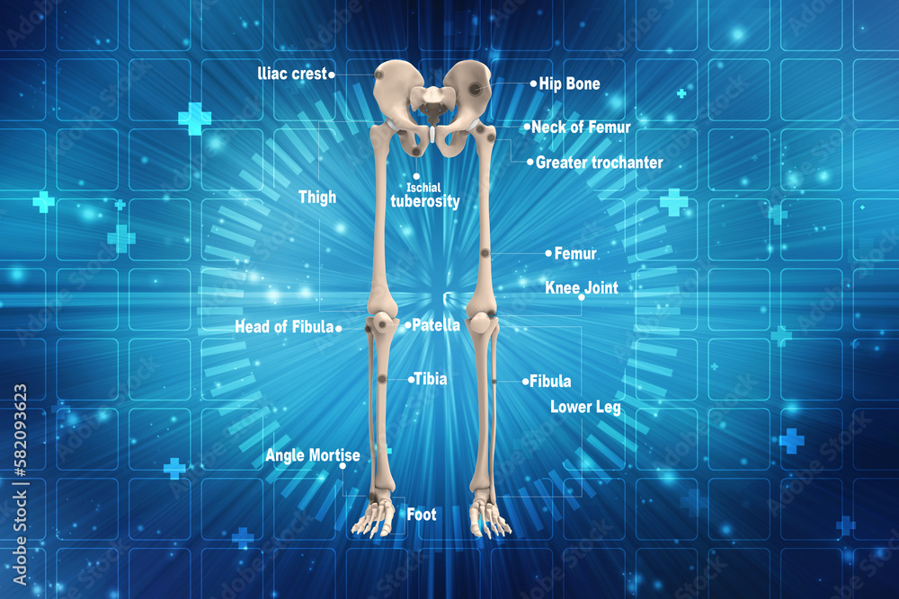 3d illustration human Lower limb Stock Illustration | Adobe Stock