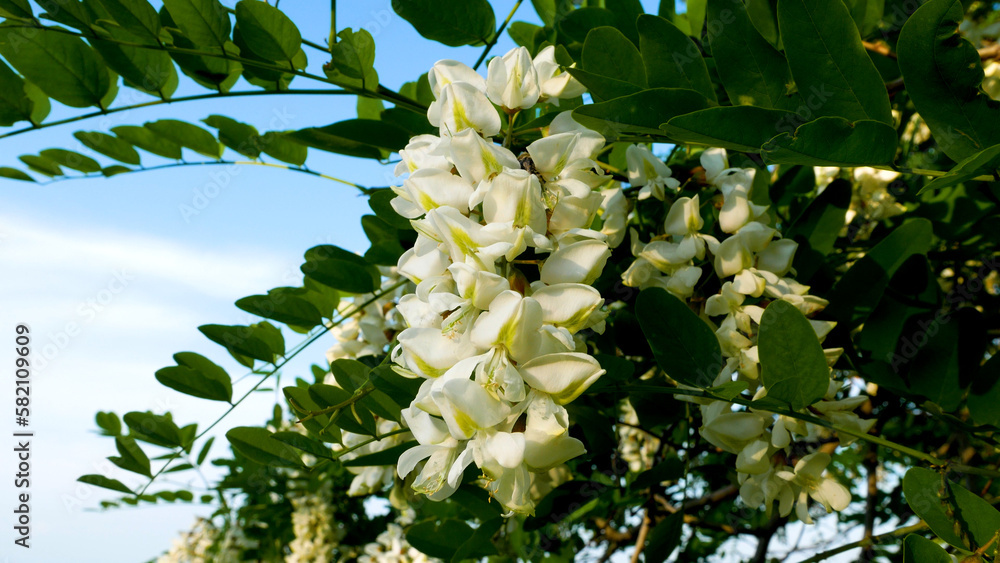 Clusters of white acacia flowers on the branches of an acacia tree ...