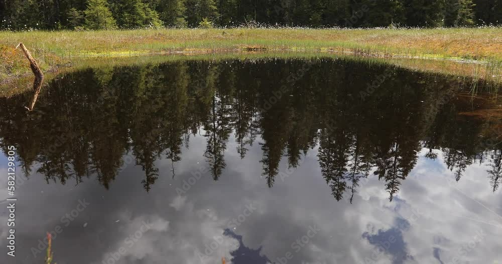 Active peat bogs, Molhasurile de la Izbuce in Apuseni Natural Mountains ...
