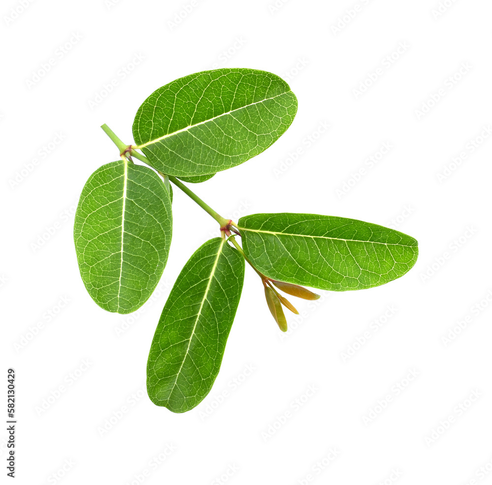 leaf of Carunda or Karonda isolated transparent png Stock Photo | Adobe ...