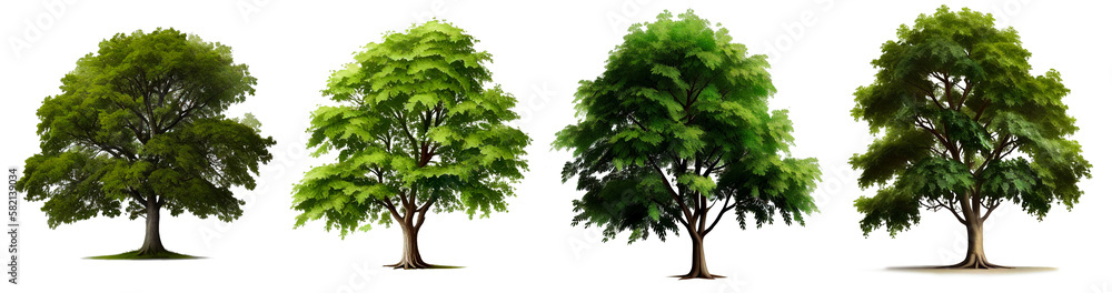 green tree isolated on blank background PNG Stock Illustration | Adobe ...