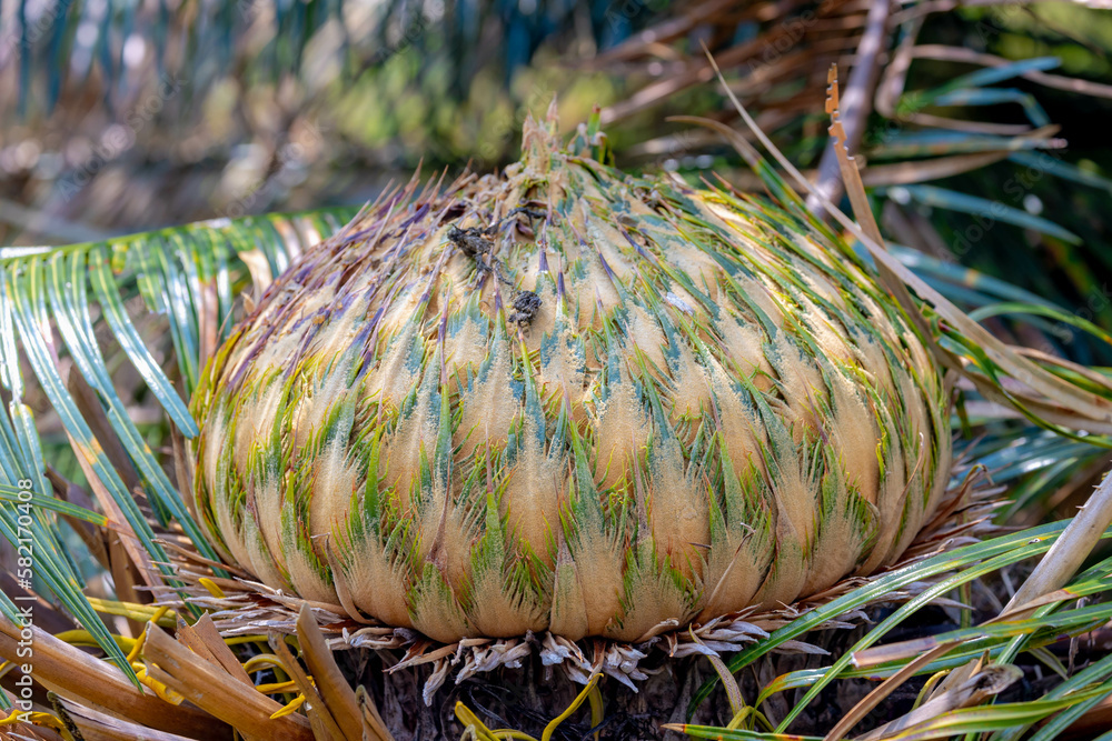 Selective focus of green leaves and male cone, Cycas revoluta is a ...