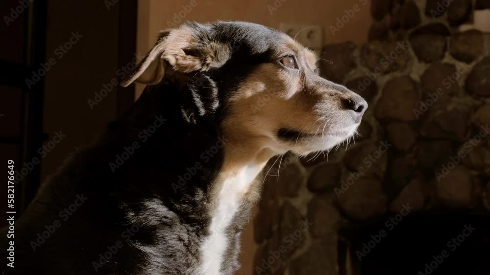 Dog looking into the distance. Is sitting. Close-up side view. Concept ...