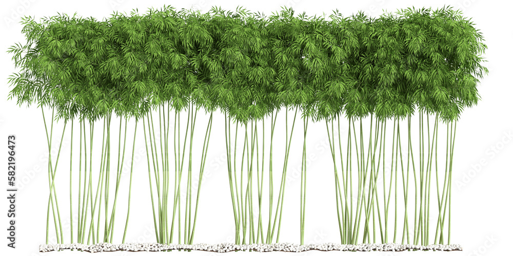 3d illustration of bamboo tree isolated on transparent background Stock ...