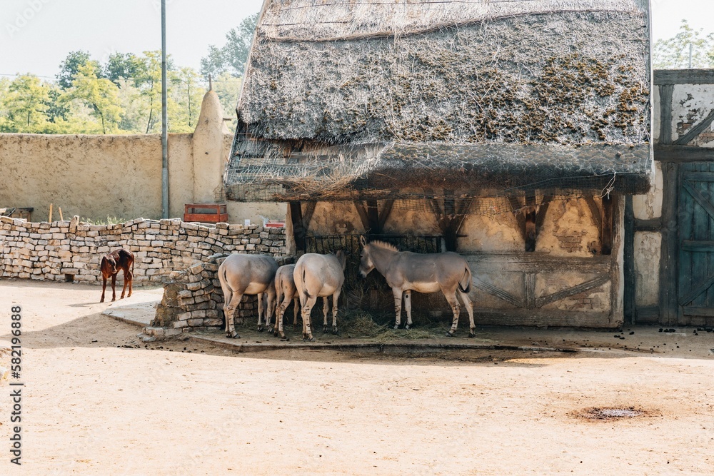 Small group of Somali wild ass in the zoo. Equus africanus somaliensis ...