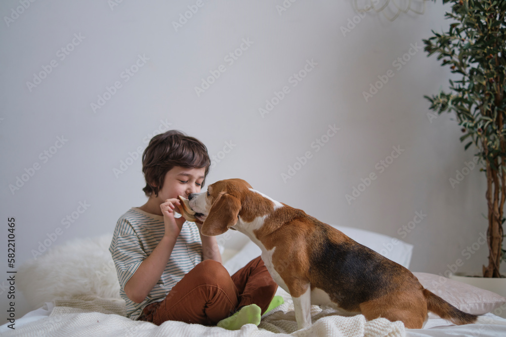 boy and his Beagle enjoy a shared sandwich, demonstrating harmony and ...