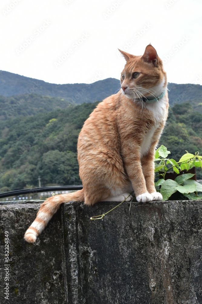 Ginger cat turn head on the right sitting on the old wall background ...