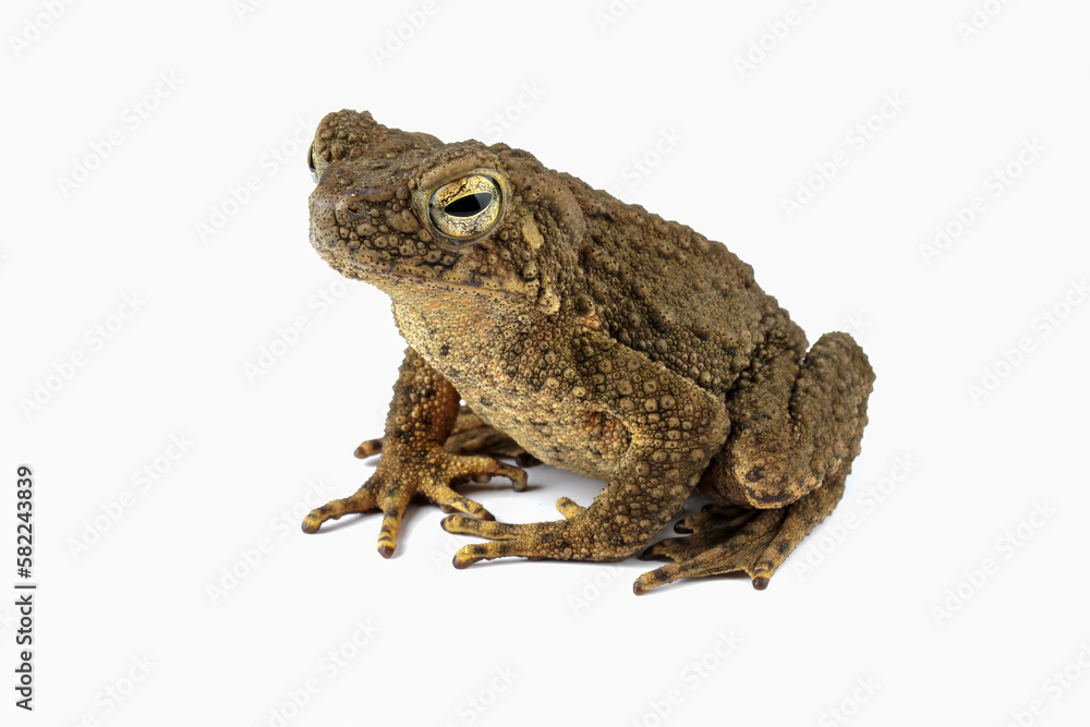 Asian giant toad isolated on white background, Phrynoidis asper is a ...