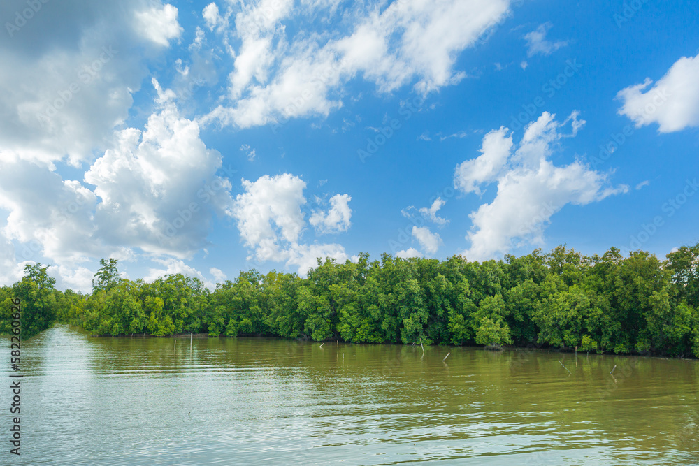 mangrove forest,Red mangrove forest and shallow water in tropical ...
