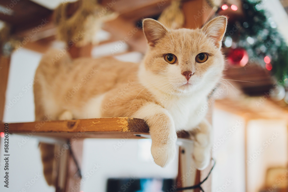 Cat dangling fluffy tail is lying on a chair and resting at home. Stock ...